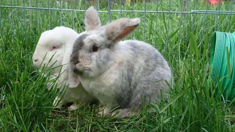 Rabbit Care: 10 Things You Need To Know Before Owning A Rabbit