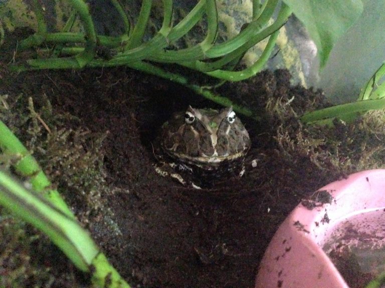 Meet Gremlin - The Pac Man Frog