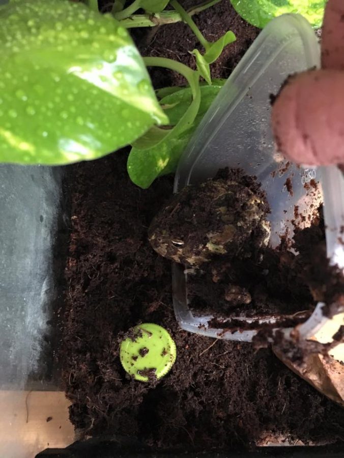 Meet Gremlin - The Pac Man Frog