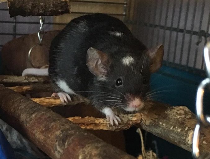 10 Things You Need To Know Before Owning Mice