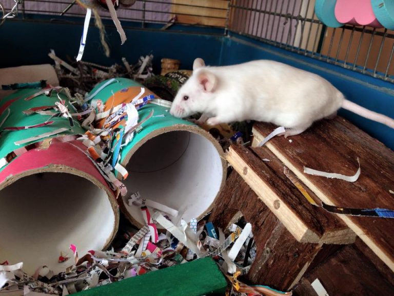 10 Things You Need To Know Before Owning Mice