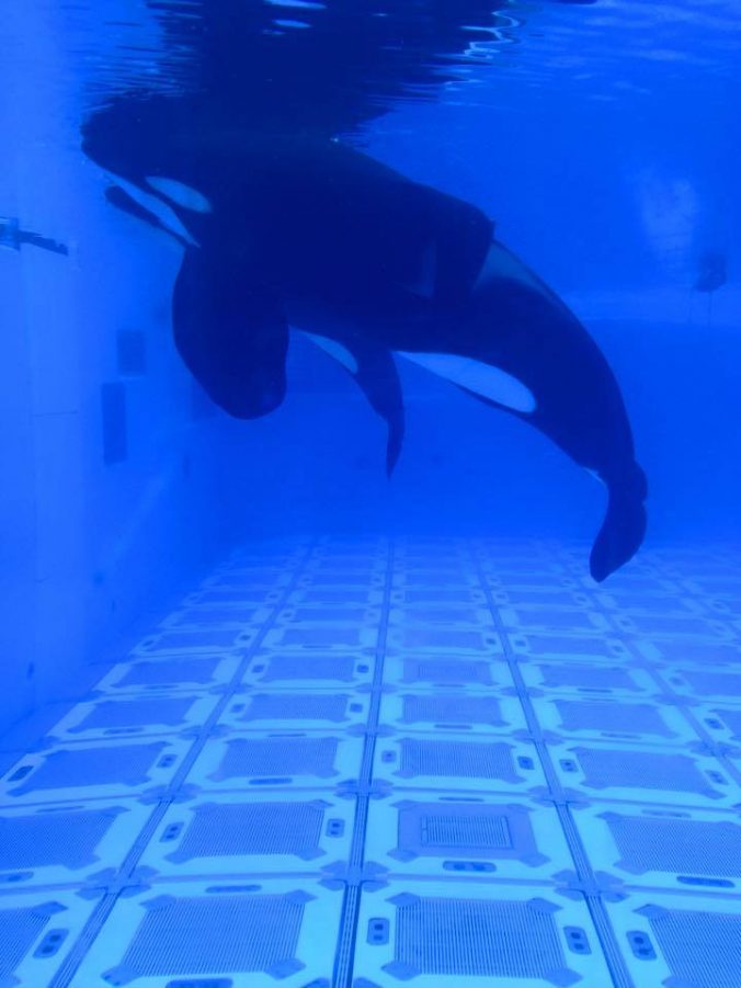 Tilikum's Story - Why Orcas Should Stay In The Wild