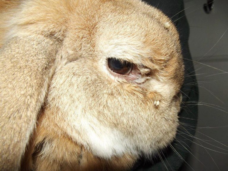 The Importance Of Caring For Rabbits