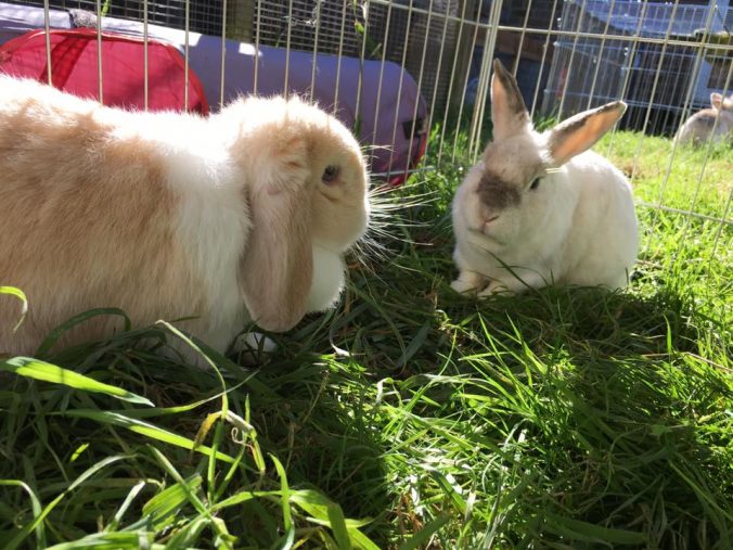 10 Reasons Why You Should Adopt An Older Animal