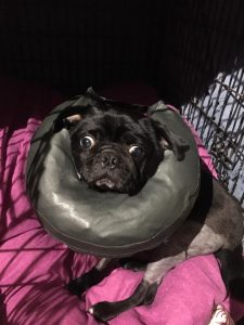 How To Cope With Crate Rest