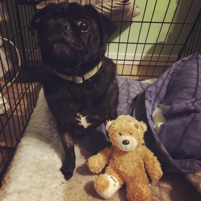 How To Cope With Crate Rest