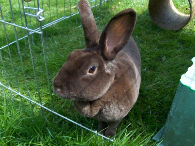 Free-Ranging Rabbits In The Garden - Is It Safe?