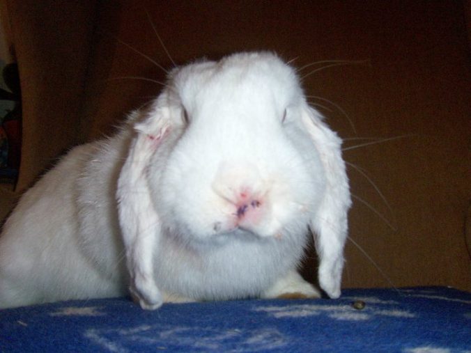 Should I Neuter My Rabbit?
