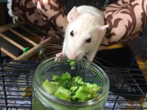 A List Of Safe And Dangerous Food For Rats
