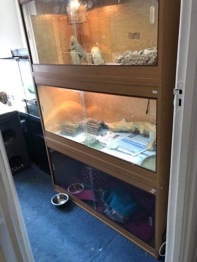 Moving Home With Lizards