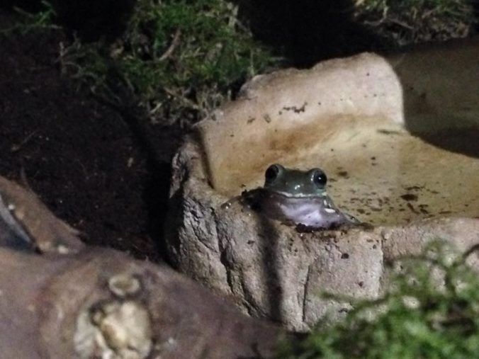 How To Set Up A White's Tree Frog Tank