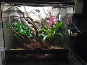 How To Set Up A White's Tree Frog Tank
