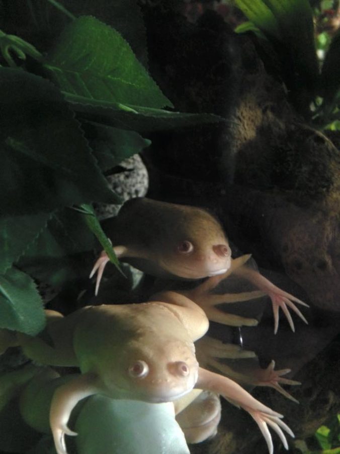 How To Set Up An African Clawed Frog Tank