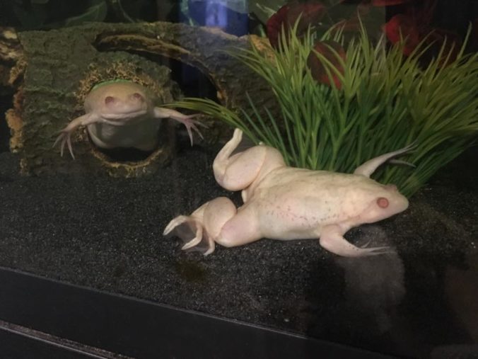 How To Set Up An African Clawed Frog Tank