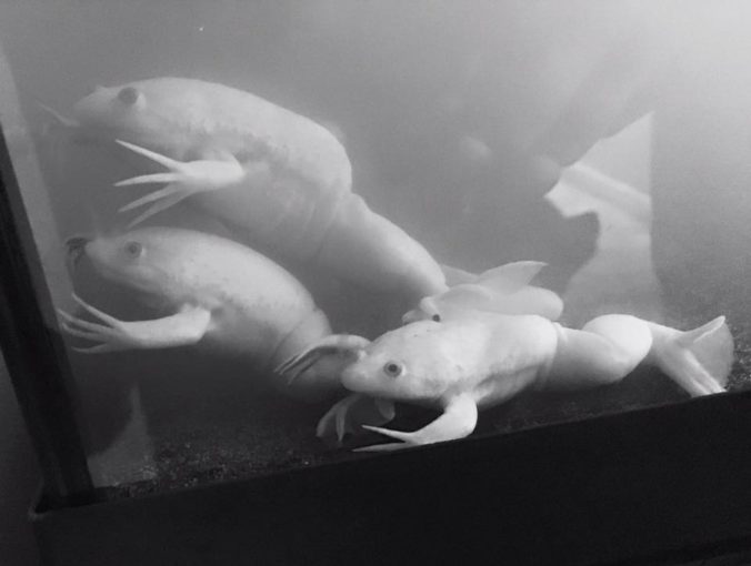 How To Set Up An African Clawed Frog Tank