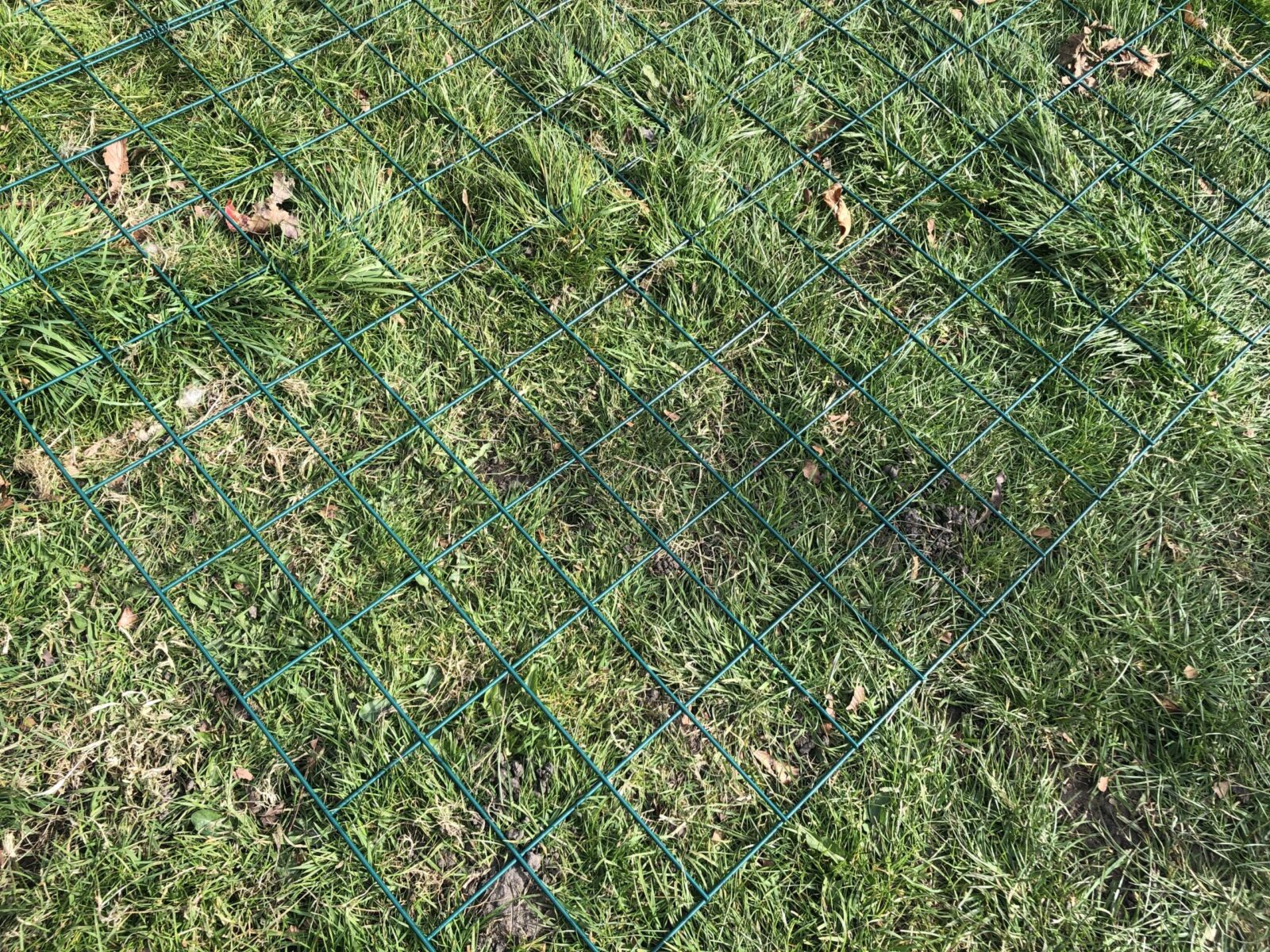 Eglu Review - Part Two, The Initial Set-Up