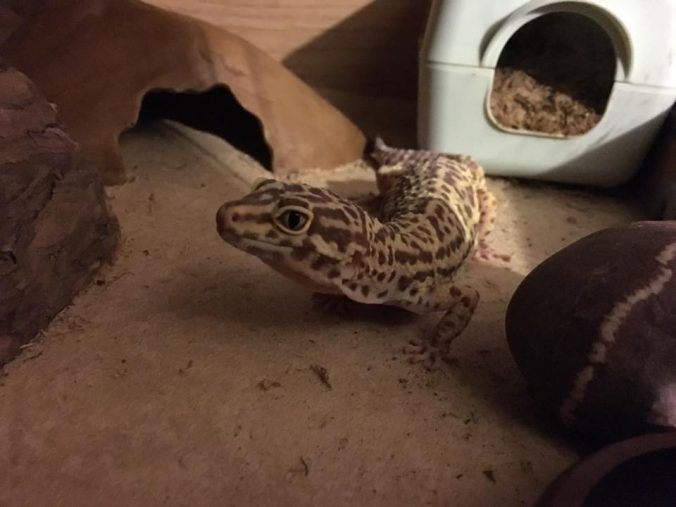 Things You Need To Know Before Owning A Leopard Gecko - Care For Beginners