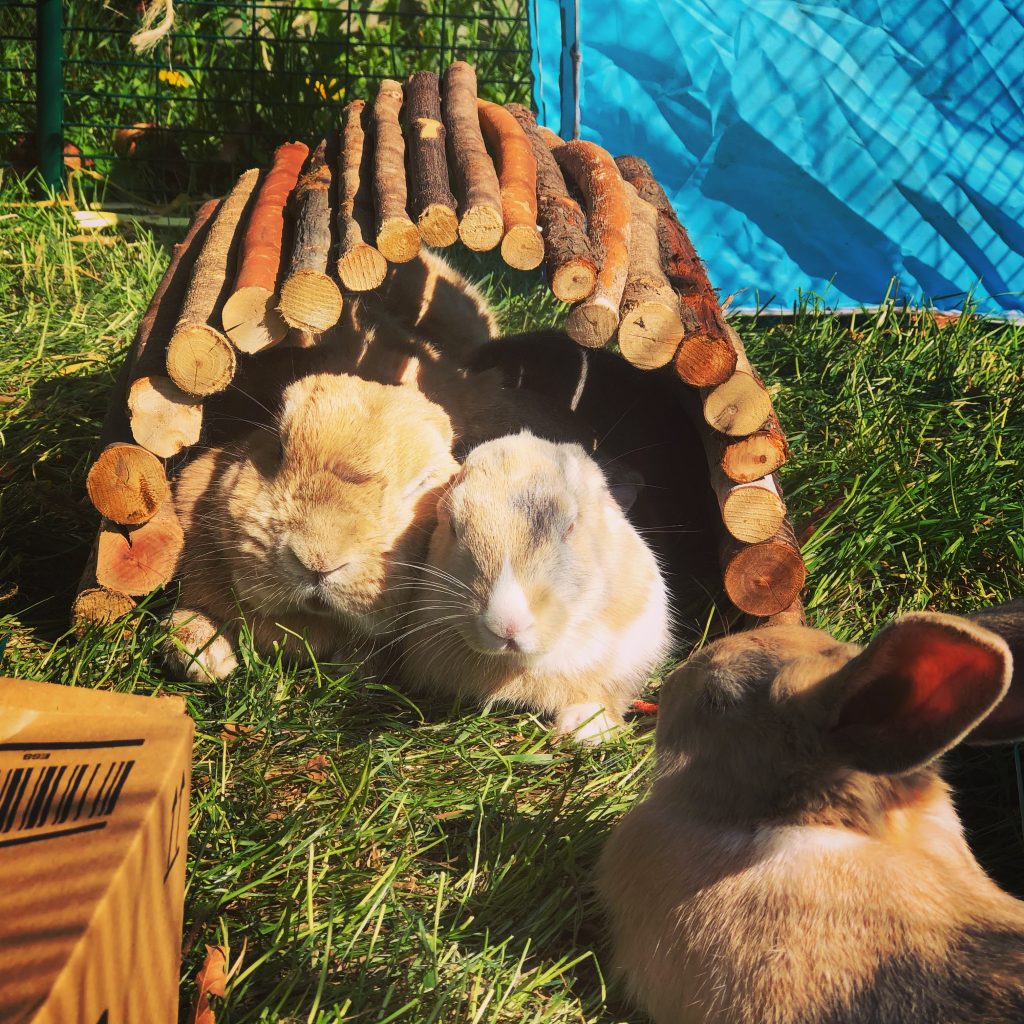 What Are The Best Toys For My Rabbit?