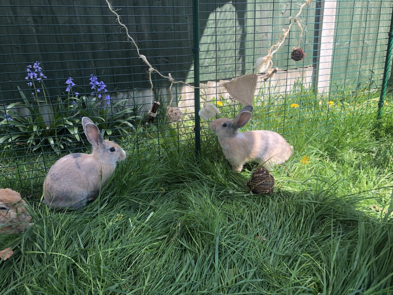 What Are The Best Toys For My Rabbit?