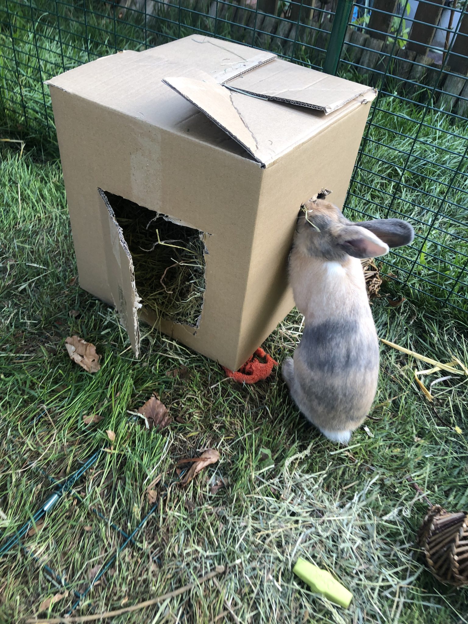 What Are The Best Toys For My Rabbit?