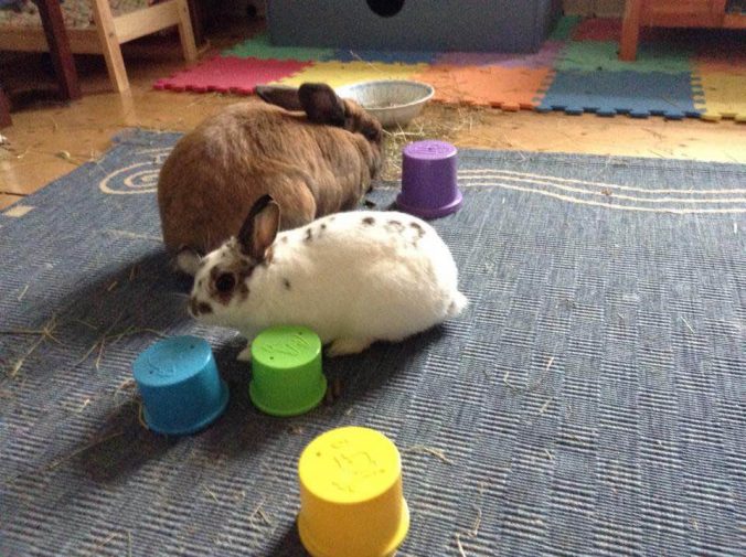 What Are The Best Toys For My Rabbit?