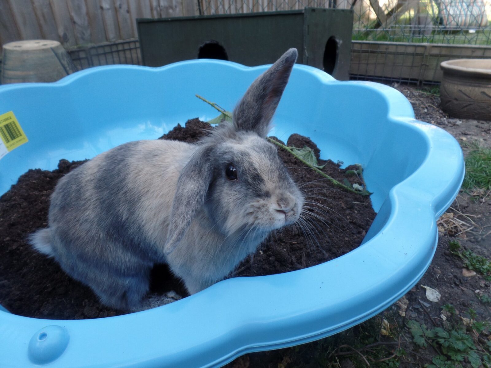 What Are The Best Toys For My Rabbit?