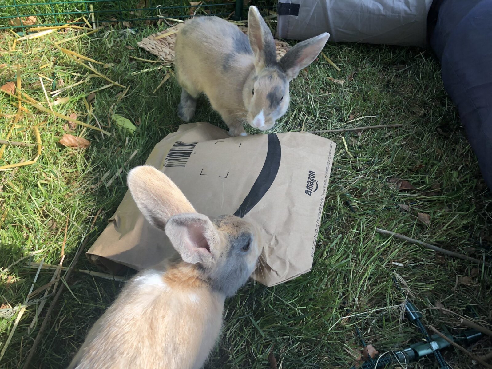 What Are The Best Toys For My Rabbit?