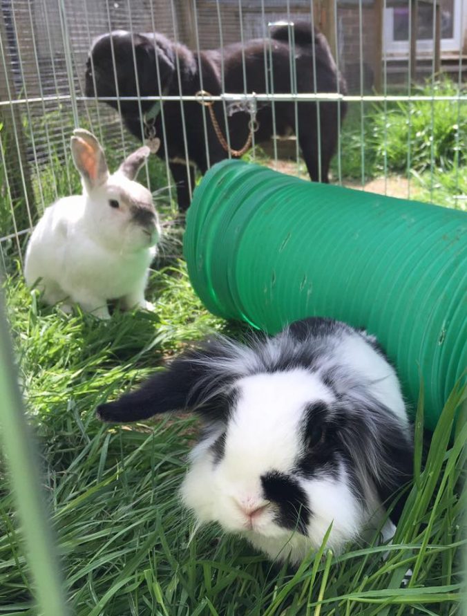 What Are The Best Toys For My Rabbit?