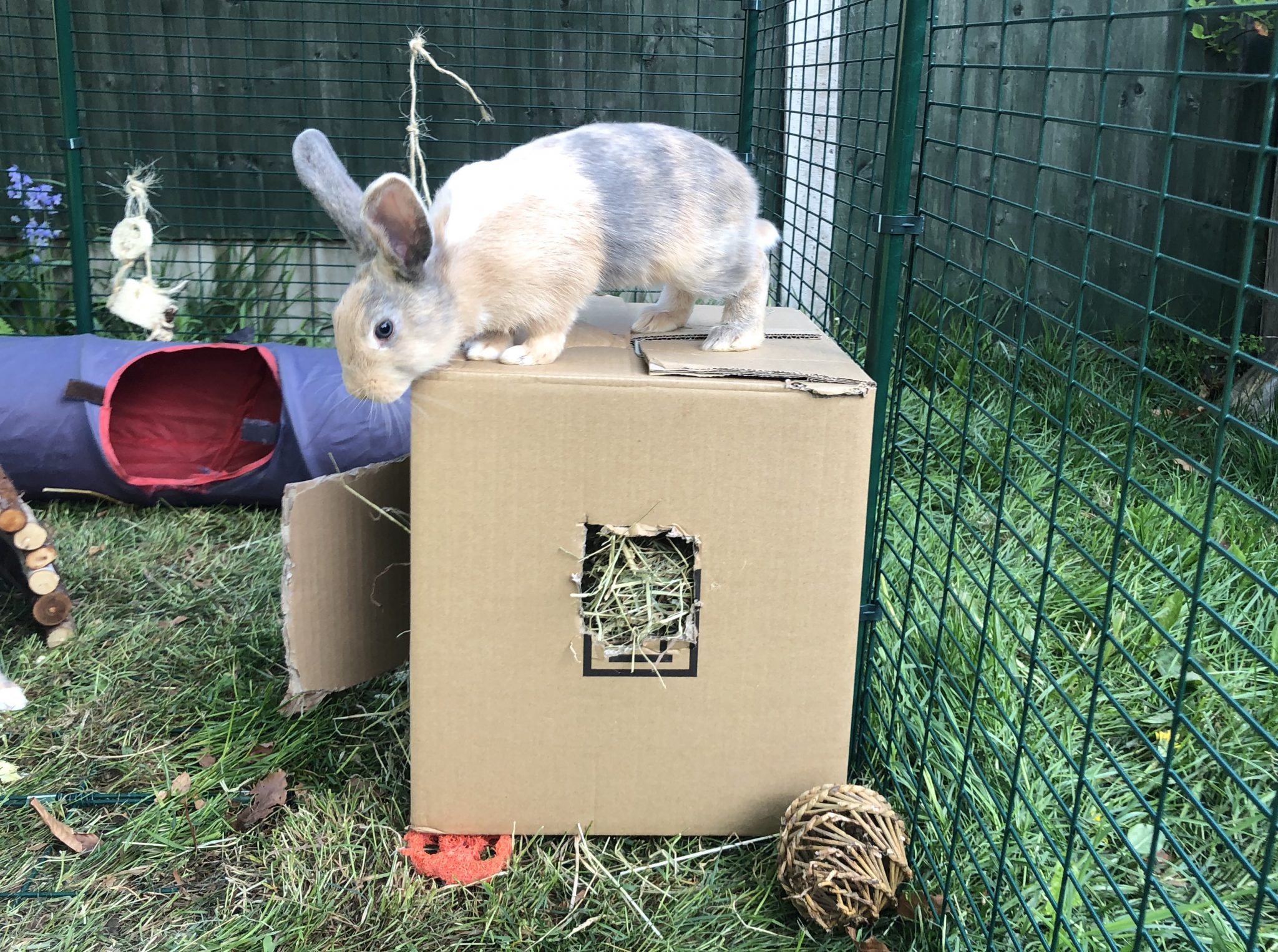 What Are The Best Toys For My Rabbit?