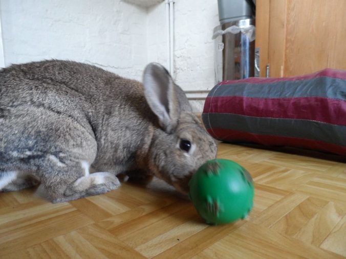 What Are The Best Toys For My Rabbit?