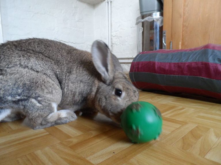 What Are The Best Toys For My Rabbit?
