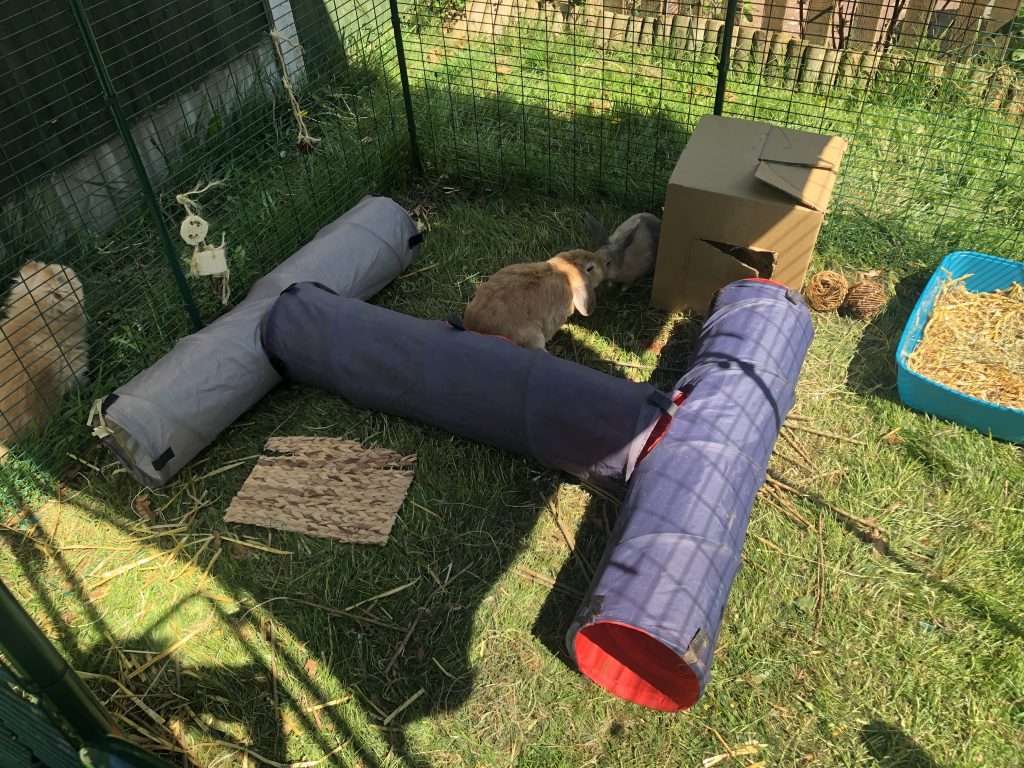 What Are The Best Toys For My Rabbit?