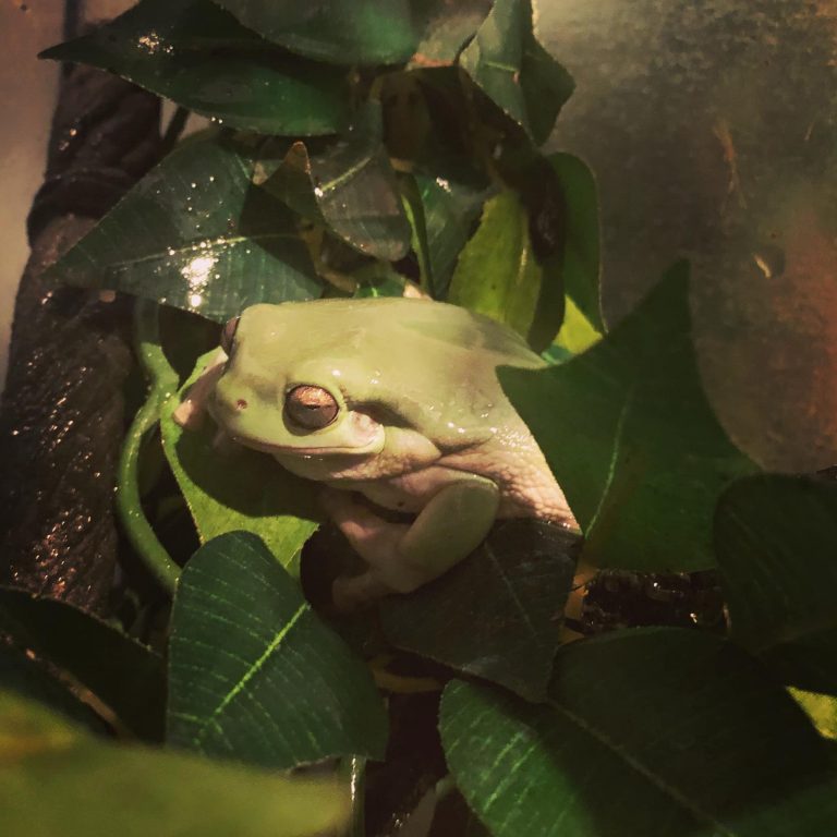 10 Things You Should Know Before Getting White's Tree Frogs